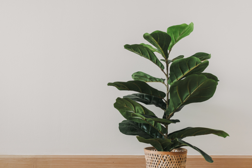 The High Maintenance Houseplant: Fiddle Leaf Fig Care Guide – Leaf of ...