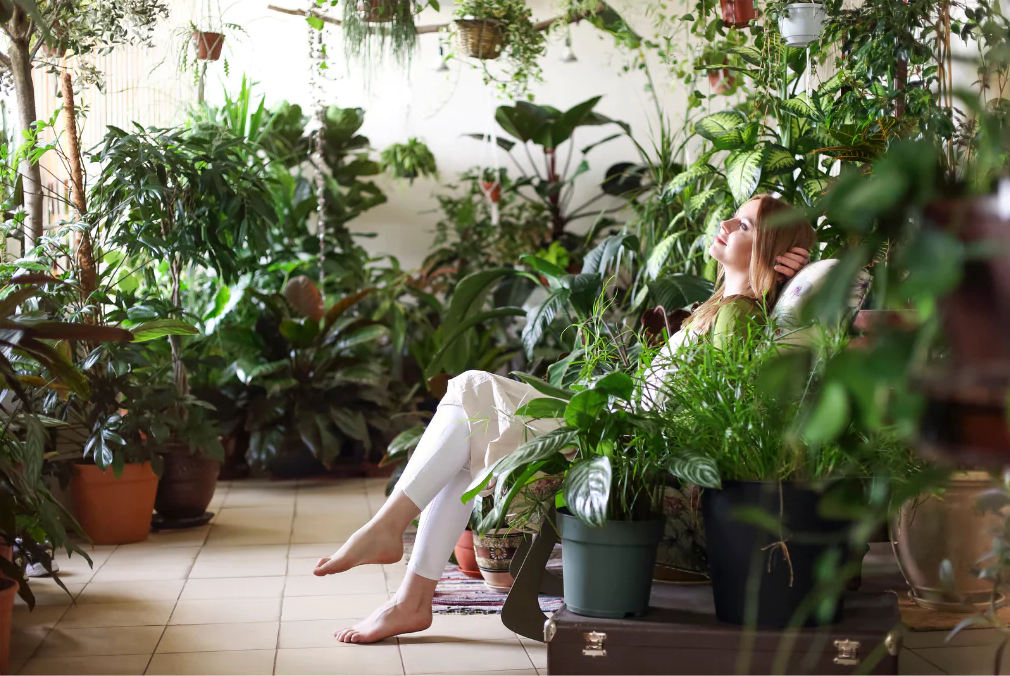 Finding Your Ficus Friend: Matching Plants to Your Home's Personality ...