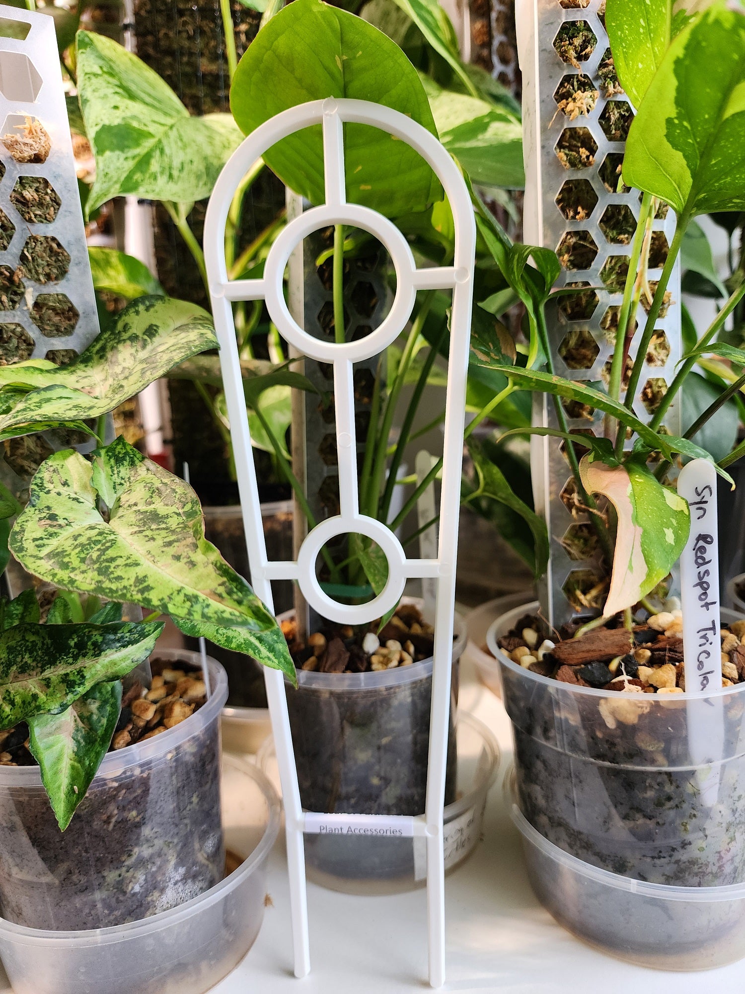 White / Black Trellis 300mm – Leaf of Faith SA